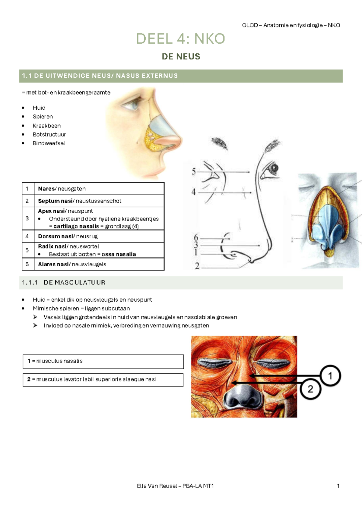 OLOD Anatomie en Fysiologie NKO: Deel 4 - De Neus en Bijholten - Studocu