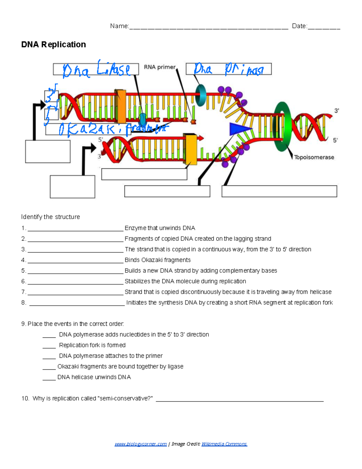 DNA Replication: Enzymes, Fragments, and Processes Explained - Studocu