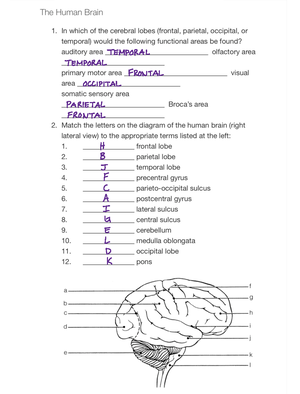 [Solved] Label the appropriate parts of a Punnett square diagramming a ...