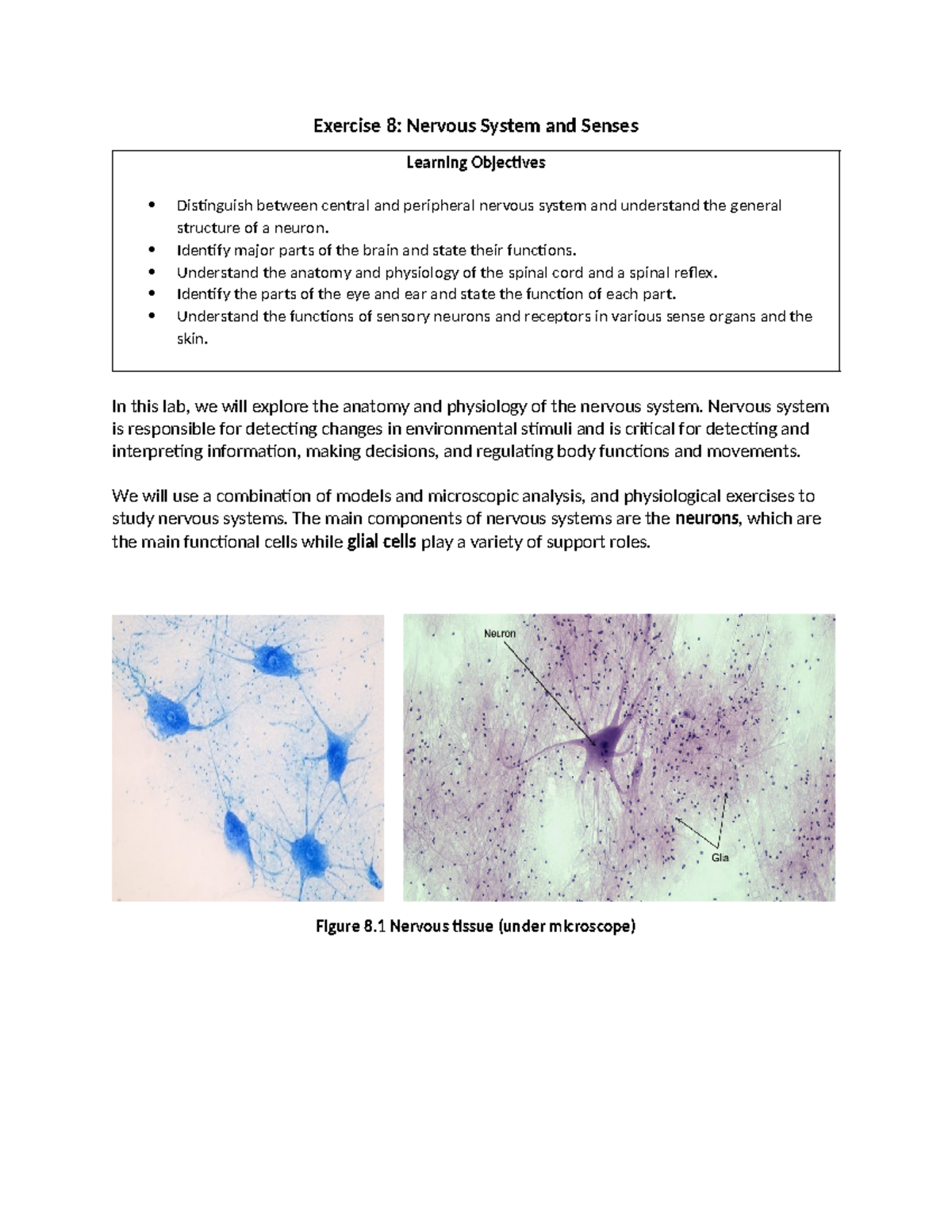 Laboratory 8: Exploring the Nervous System, Senses, and Reflexes ...