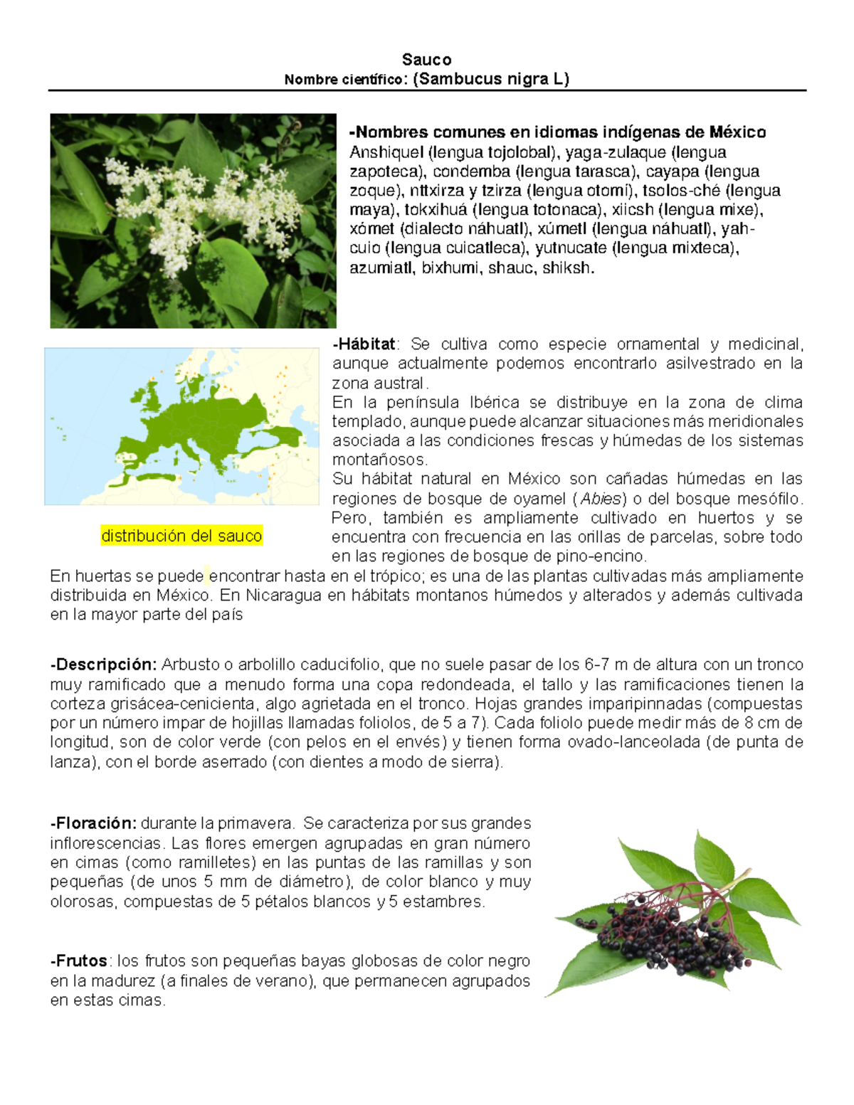 Sauco (Sambucus nigra L): Descripción y Usos en Medicina Natural - Studocu