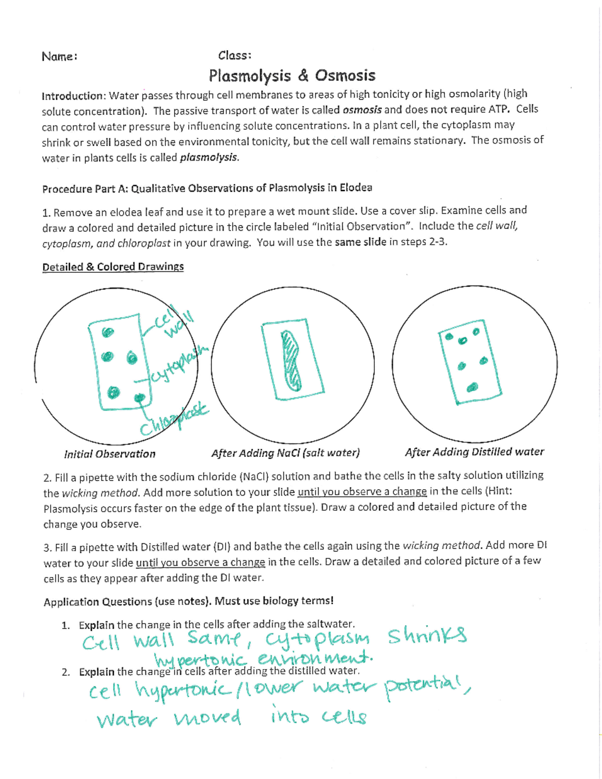 Plasmolysis and Osmosis Lab KEY - Studocu