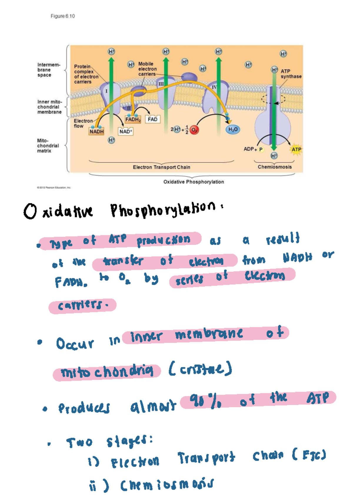 ETC & Chemiosmosis: Oxidative Phosphorylation Overview - Studocu