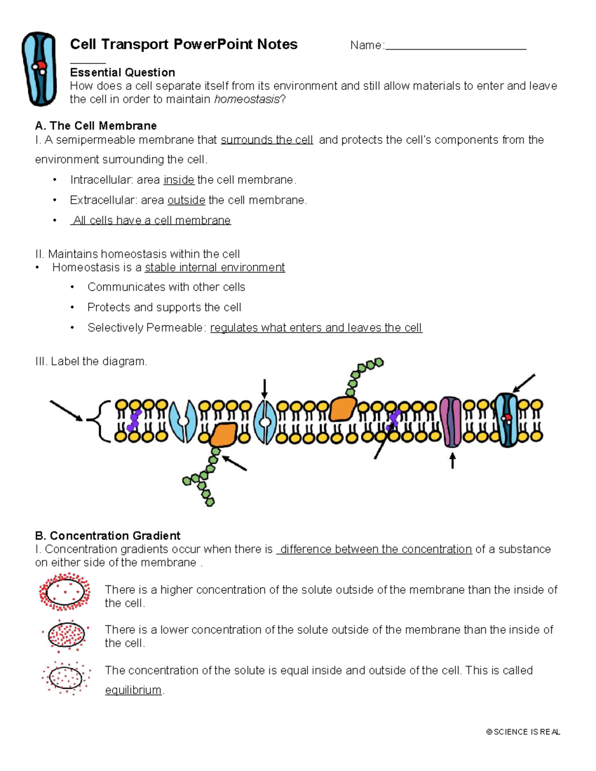Cell Transport Mechanisms: Passive & Active Processes (BIO 101) - Studocu