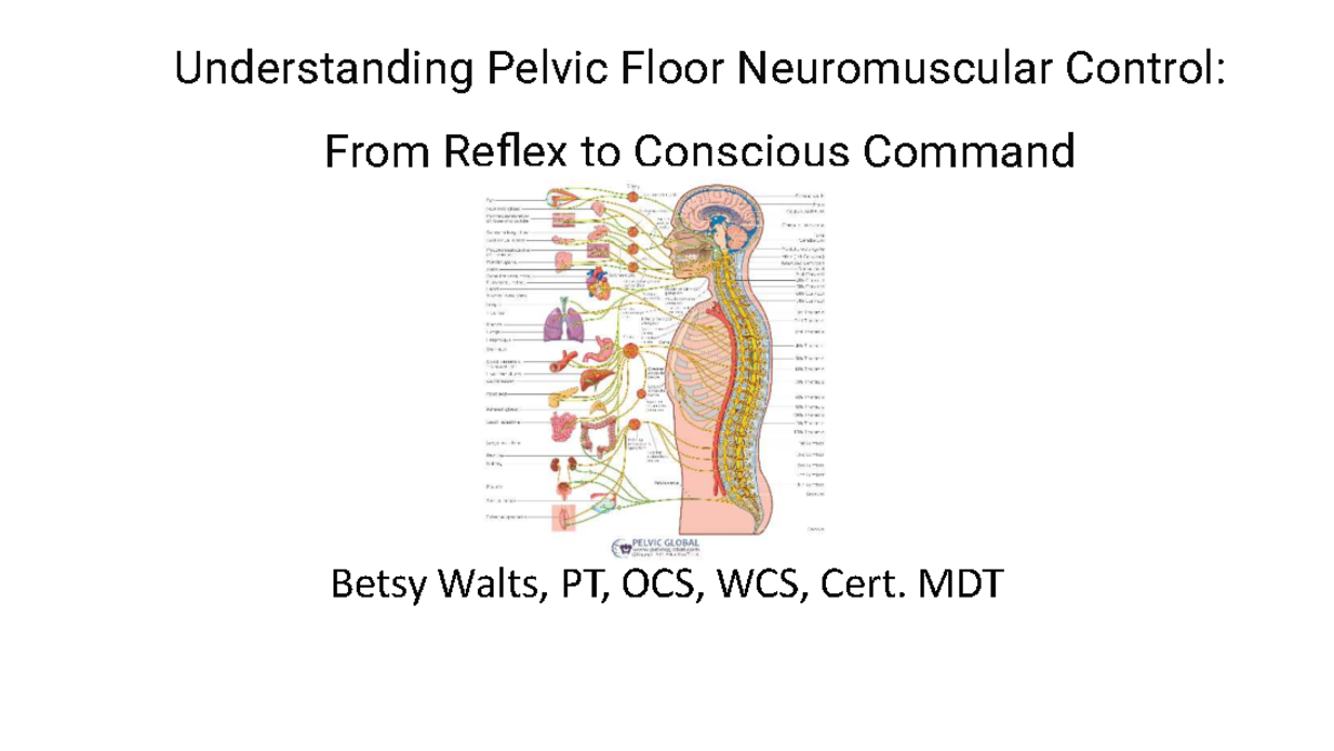 Understanding Pelvic Floor Neuromuscular Control: A Detailed Guide ...