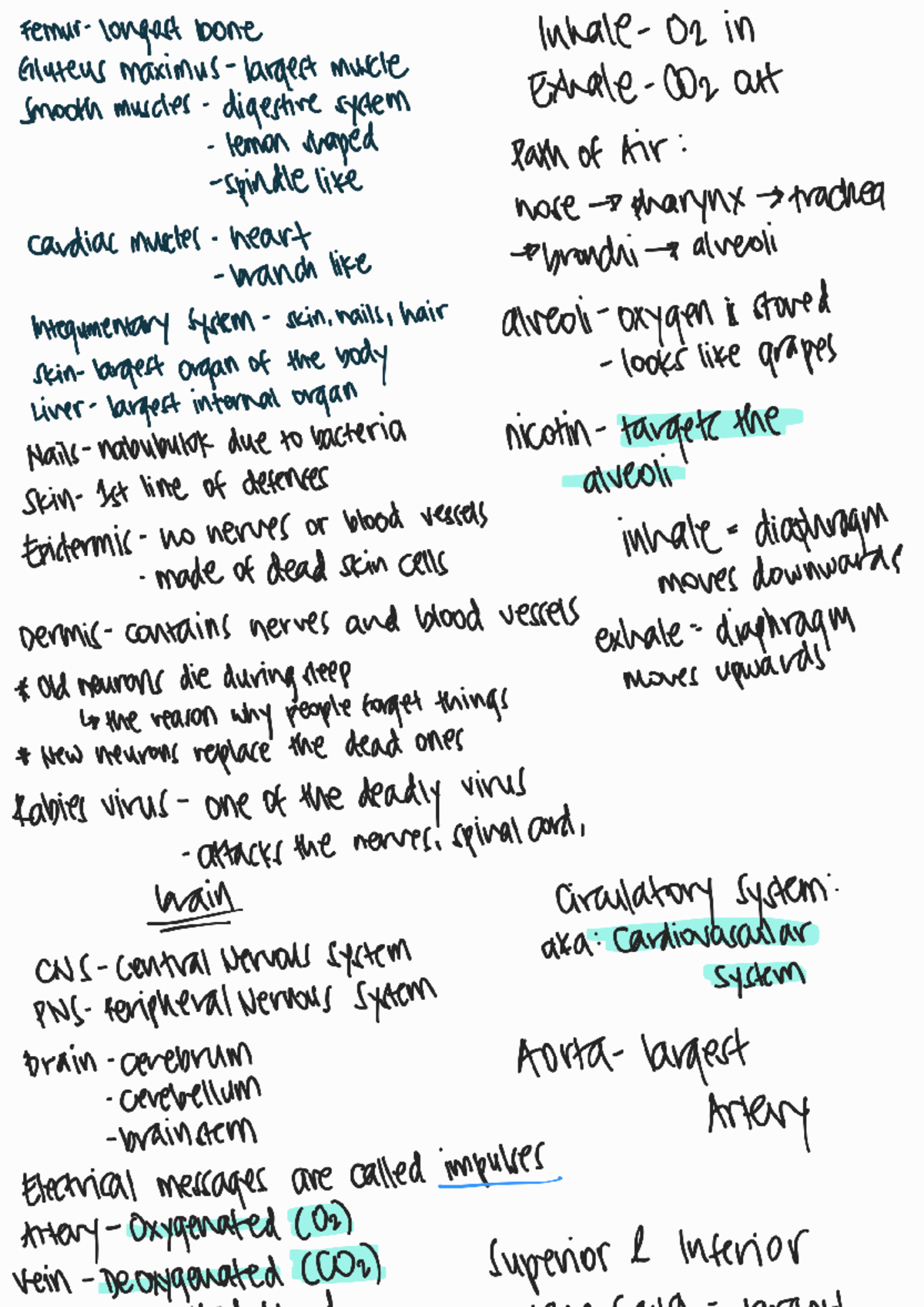 ANAPHYLABBBB LAB - longest bone O2 in Gluteus maximus largest mucle ...