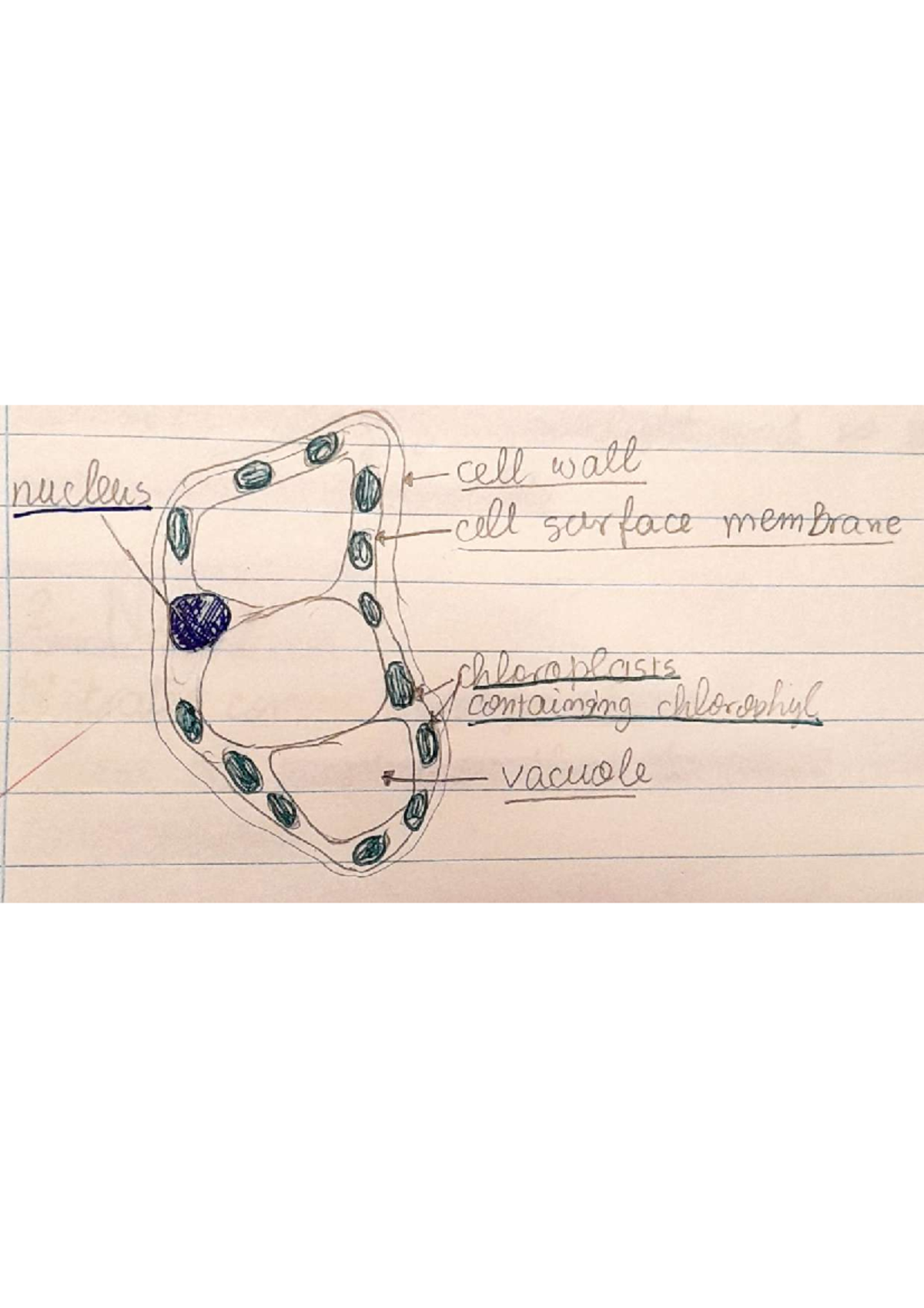 Plant cell - Rough diagram - Biology - nucleus cell wall cell surface ...