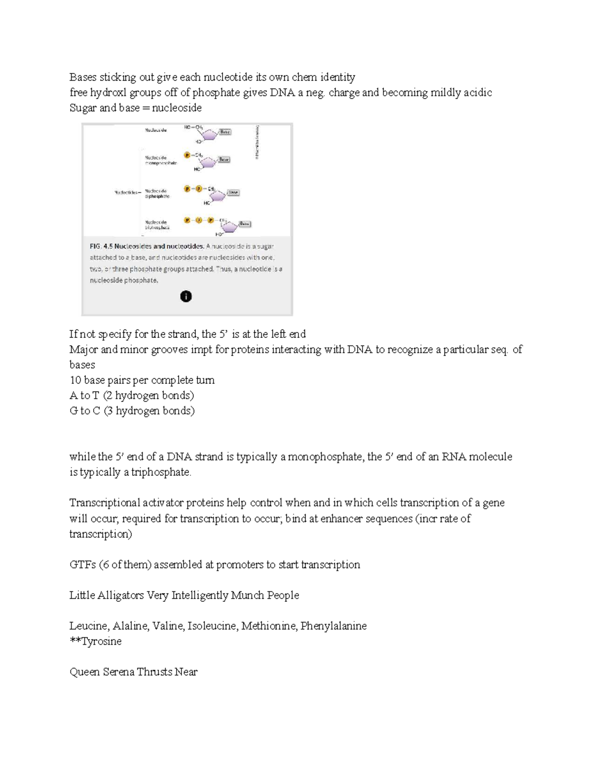 Chapter 4 Notes on DNA Structure and Transcription (BIOL1010U) - Studocu