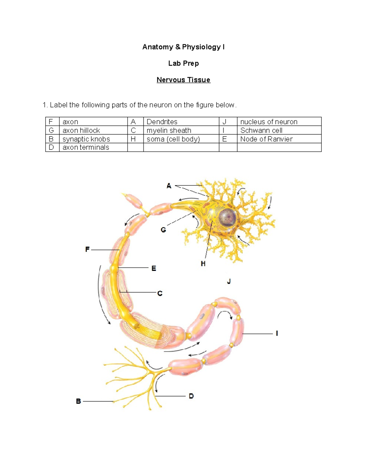 Anatomy Physiology I Lab Prep: Nervous Tissue Overview - Studocu