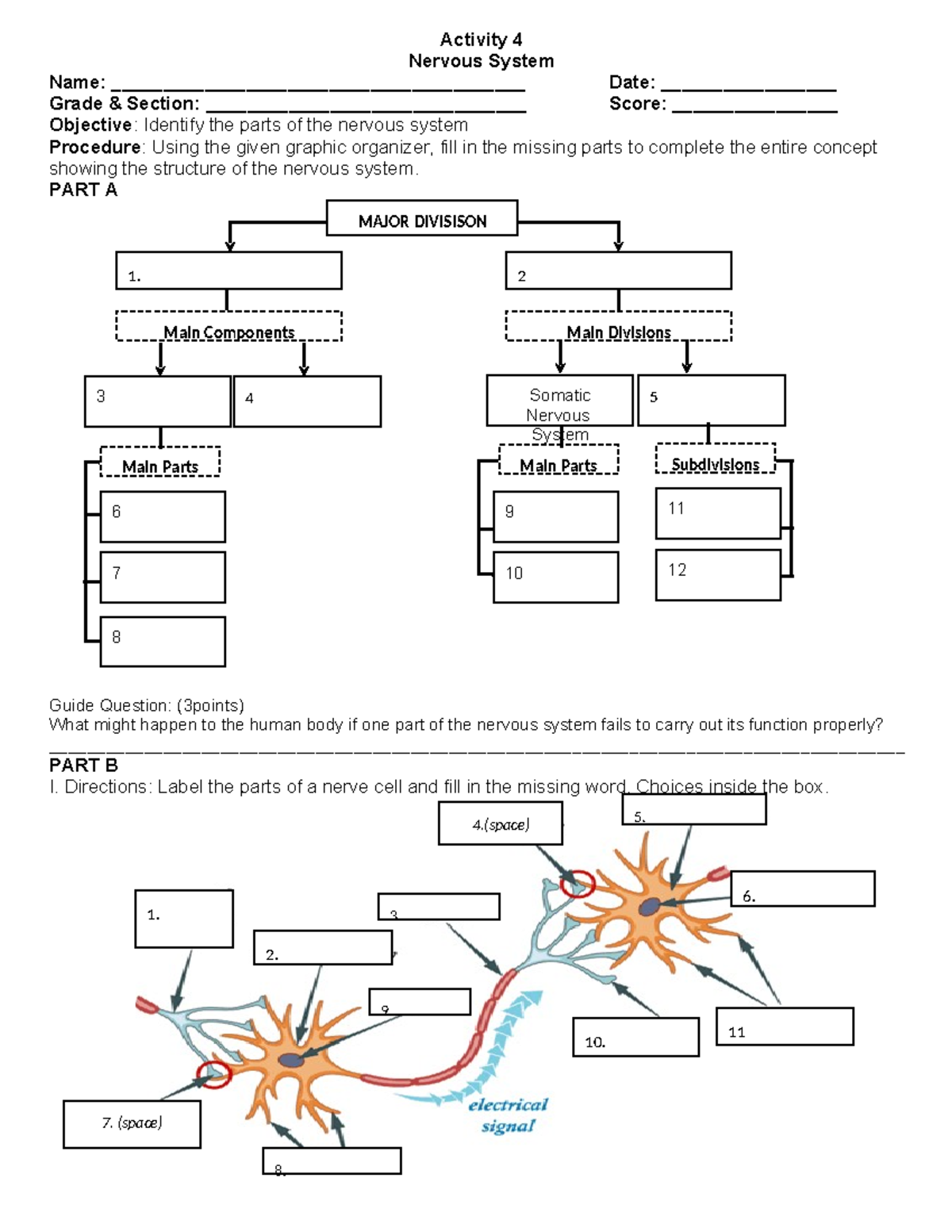 Biology ACTIVITY - Activity 4 Nervous System Name