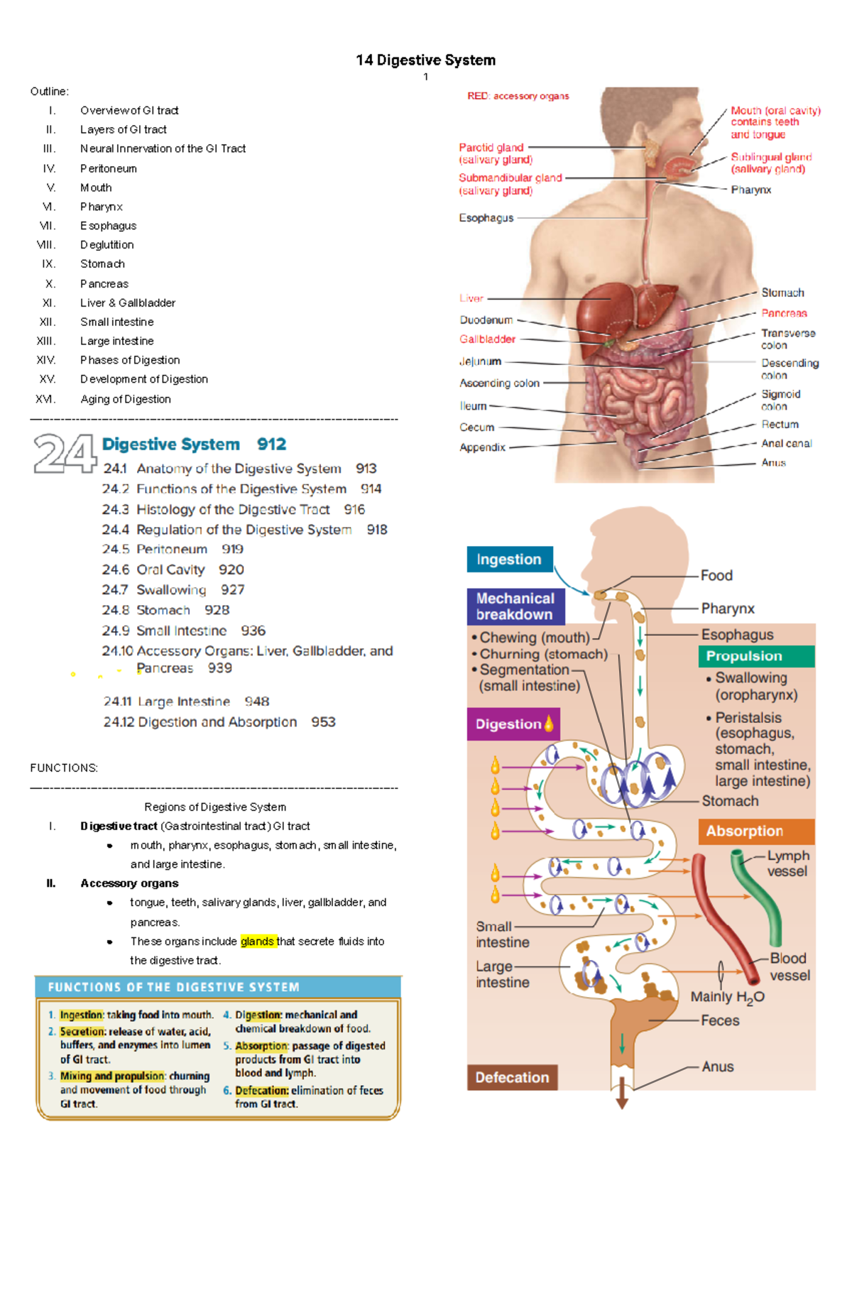Anatomy & Physiology of the Digestive System (BIO 101 - Lecture Notes ...