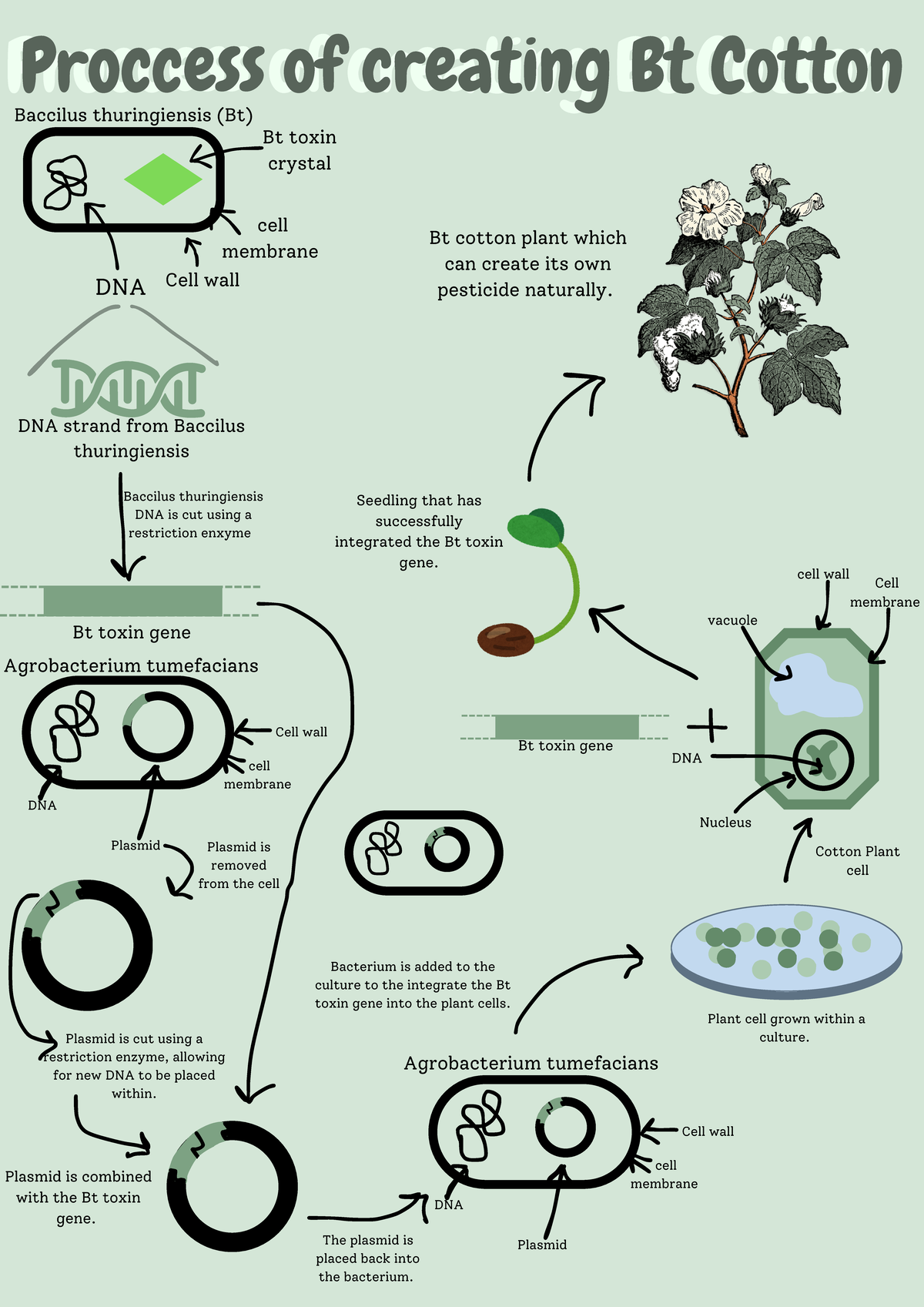 Bt Cotton Creation Process Infographic: Overview of Genetic Engineering ...