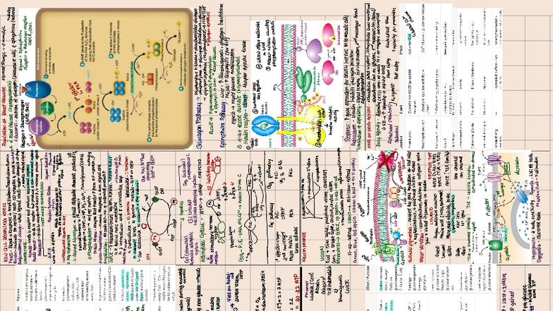 ENERGETICS OF LIFE: Blood Glucose Regulation & Signaling (CHEAT SHEET ...