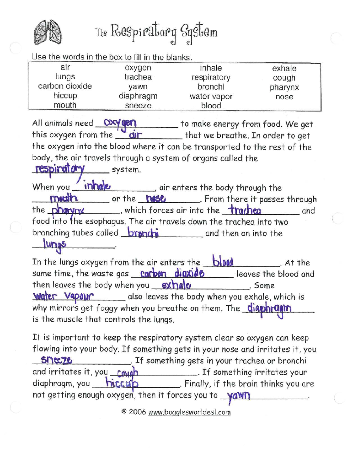 Respiratory System - Word Search Crossword Activity - Studocu