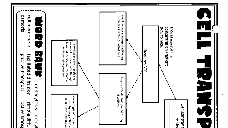 CELL TRANSPORT Graphic Organizer: Key Concepts & Definitions - Studocu
