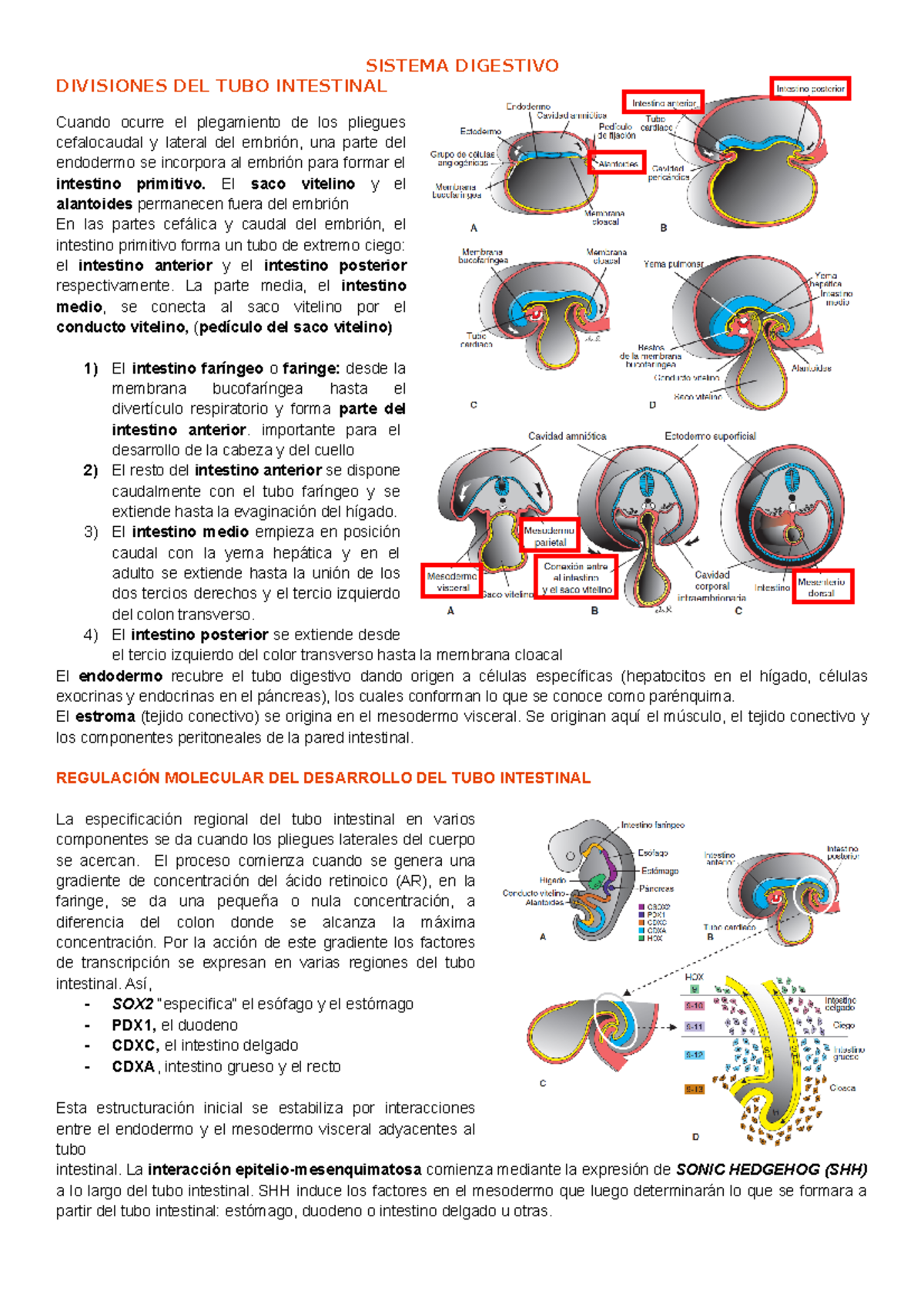 Embriologia del sistema digestivo - SISTEMA DIGESTIVO DIVISIONES DEL ...