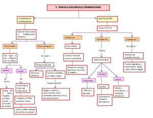 Capas Germinales: Ectodermo, Mesodermo y Endodermo en Desarrollo ...