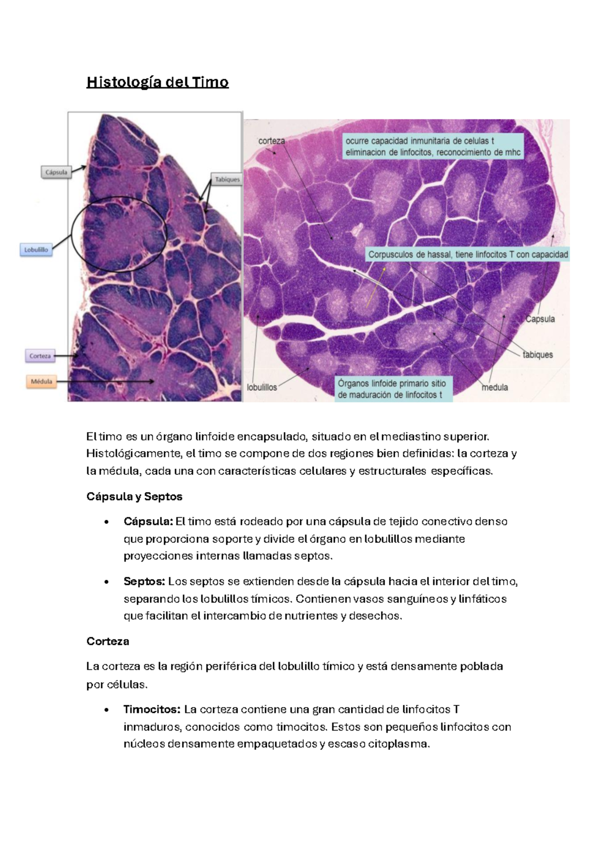 Copia de Histolog Ã a del Timo 240528 153458 - Histología del Timo El ...