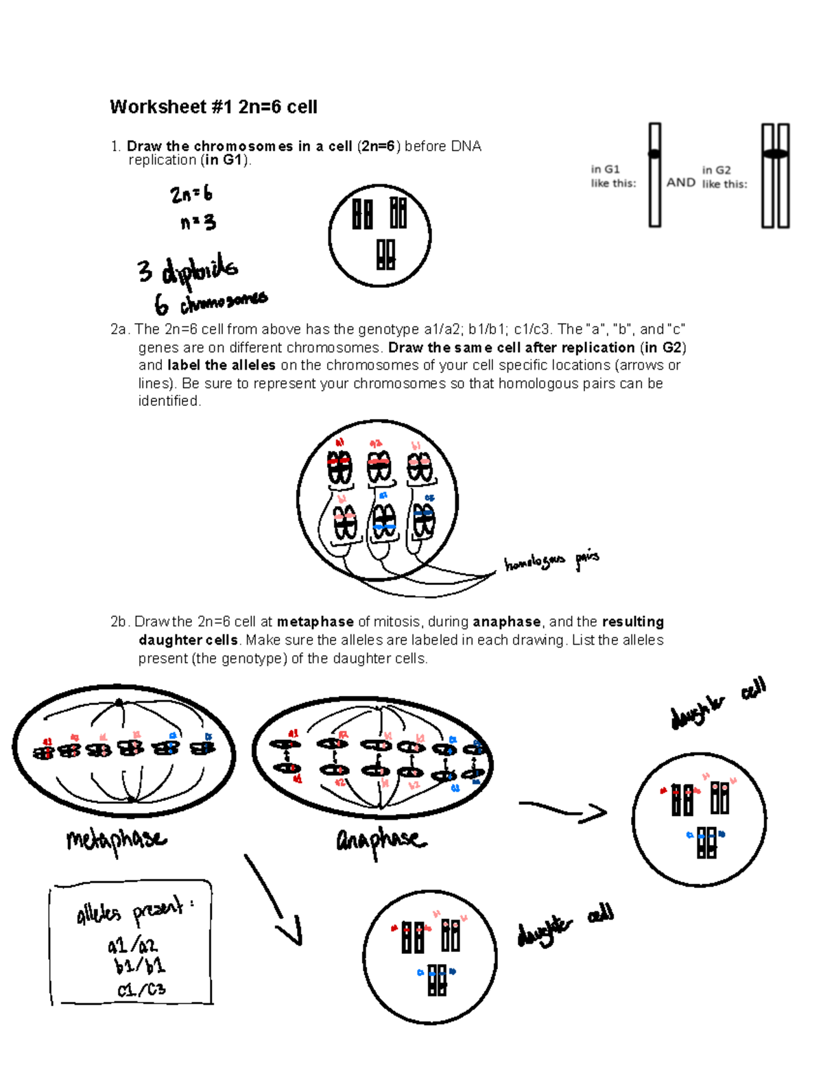 2n=6 Cell Division: Chromosome Drawings & Genotype Analysis - Studocu