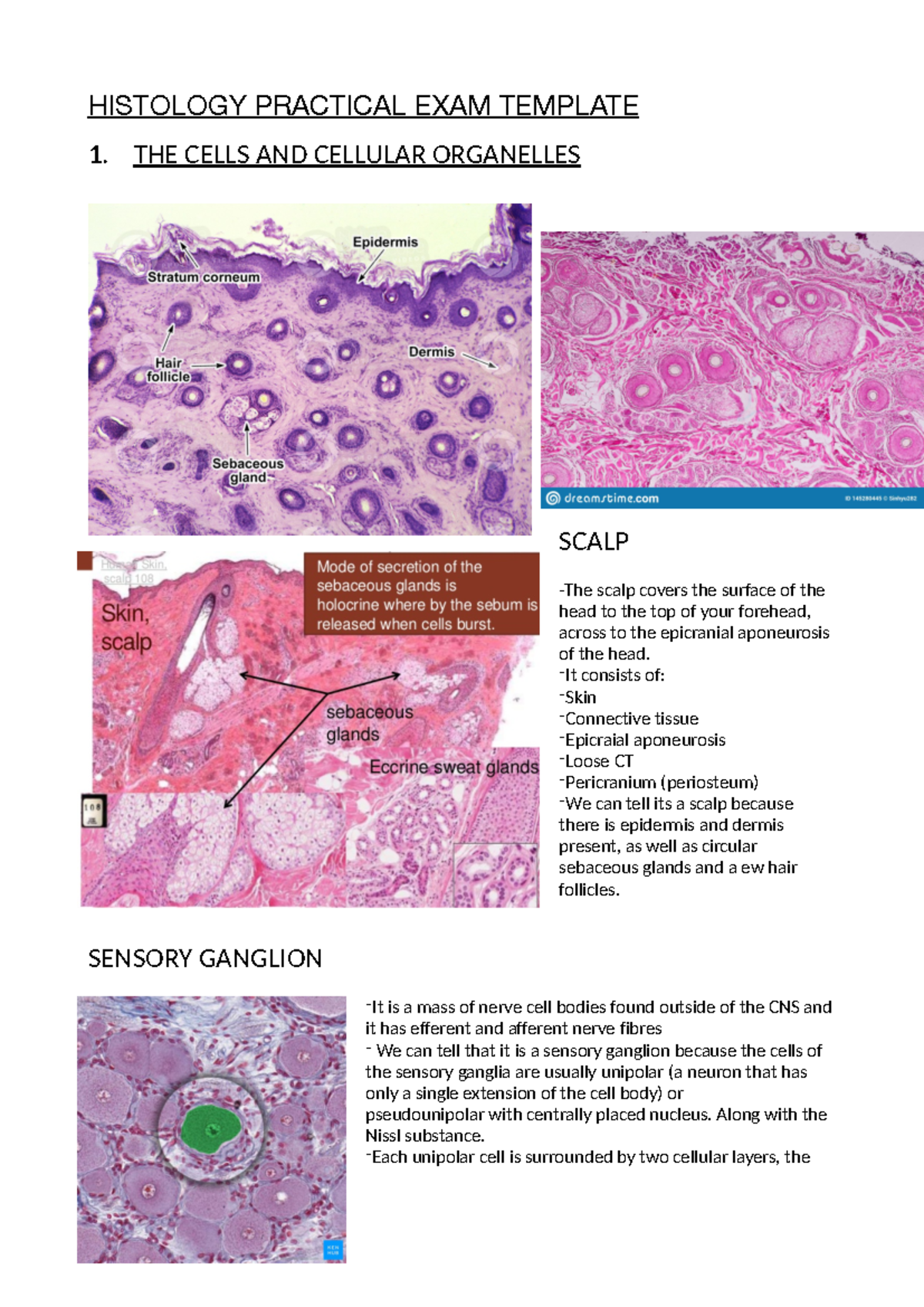 Histology OSPE Practical Exam Guide - Studocu