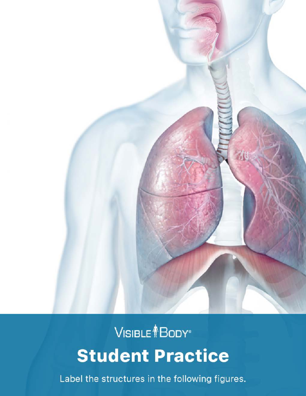 Respiratory System Lab Manual - Atlas & Views (5-1-18) - Studocu