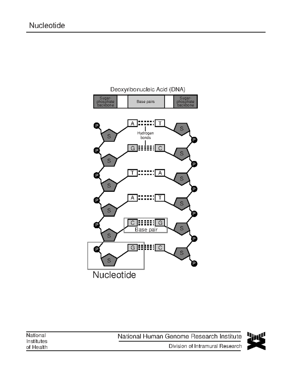 Nucleotide - bio - Nucleotide National National Human Genome Research ...