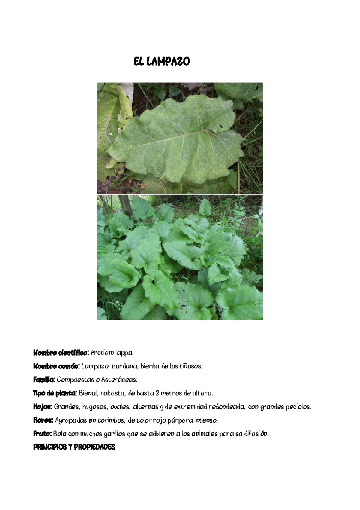 EL LAMPAZO (Arctium lappa): Usos y Preparaciones en Medicina ...