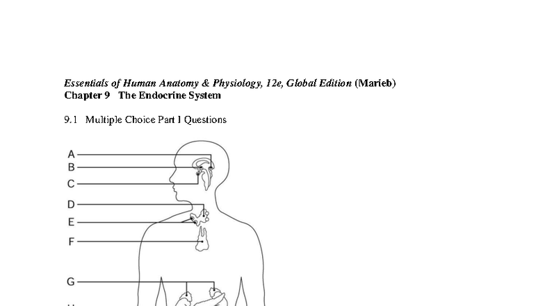 Endocrine System Revision Q&A (BIO 101) - Chapter 9 Essentials - Studocu