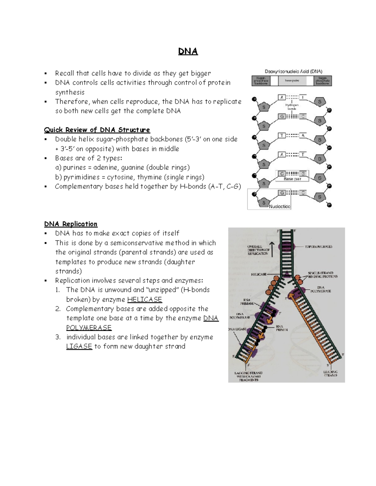 DNA and protein synthesis - DNA Recall that cells have to divide as ...