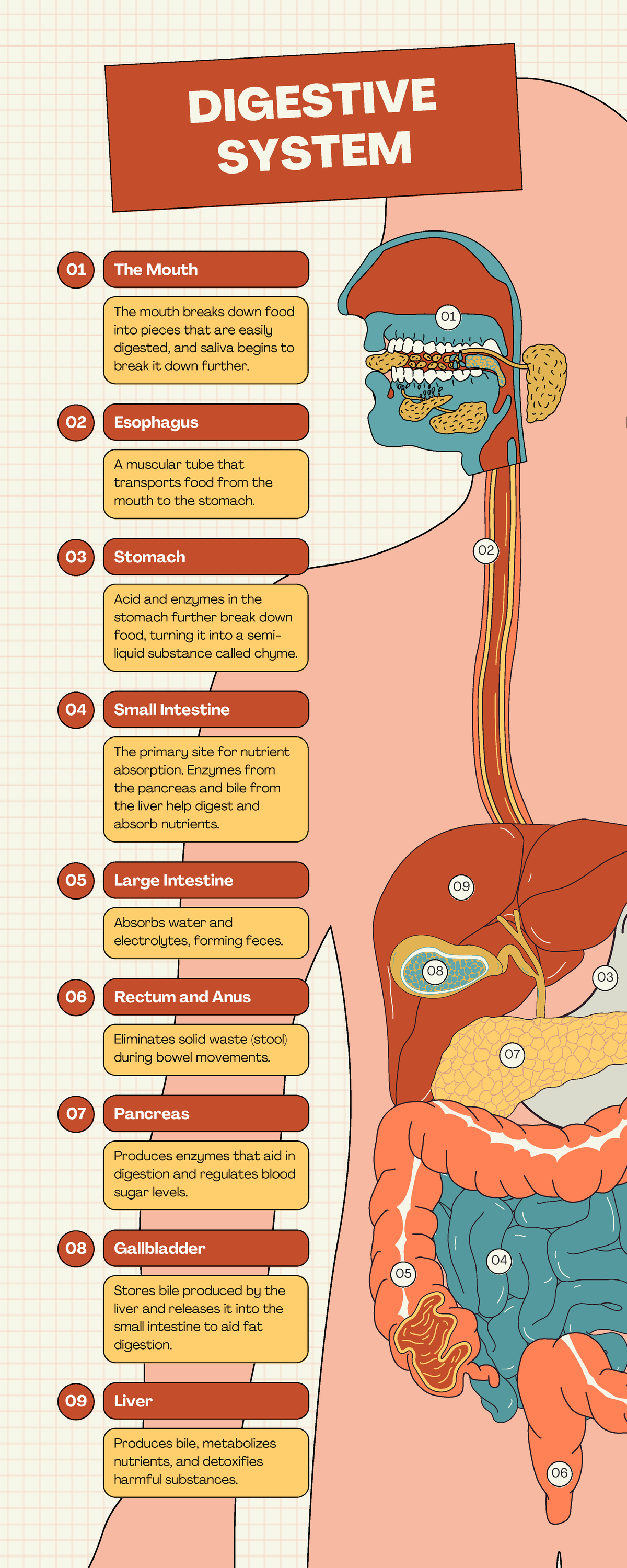 DIGESTIVE SYSTEM 01: Overview of Human Digestion Process - Studocu
