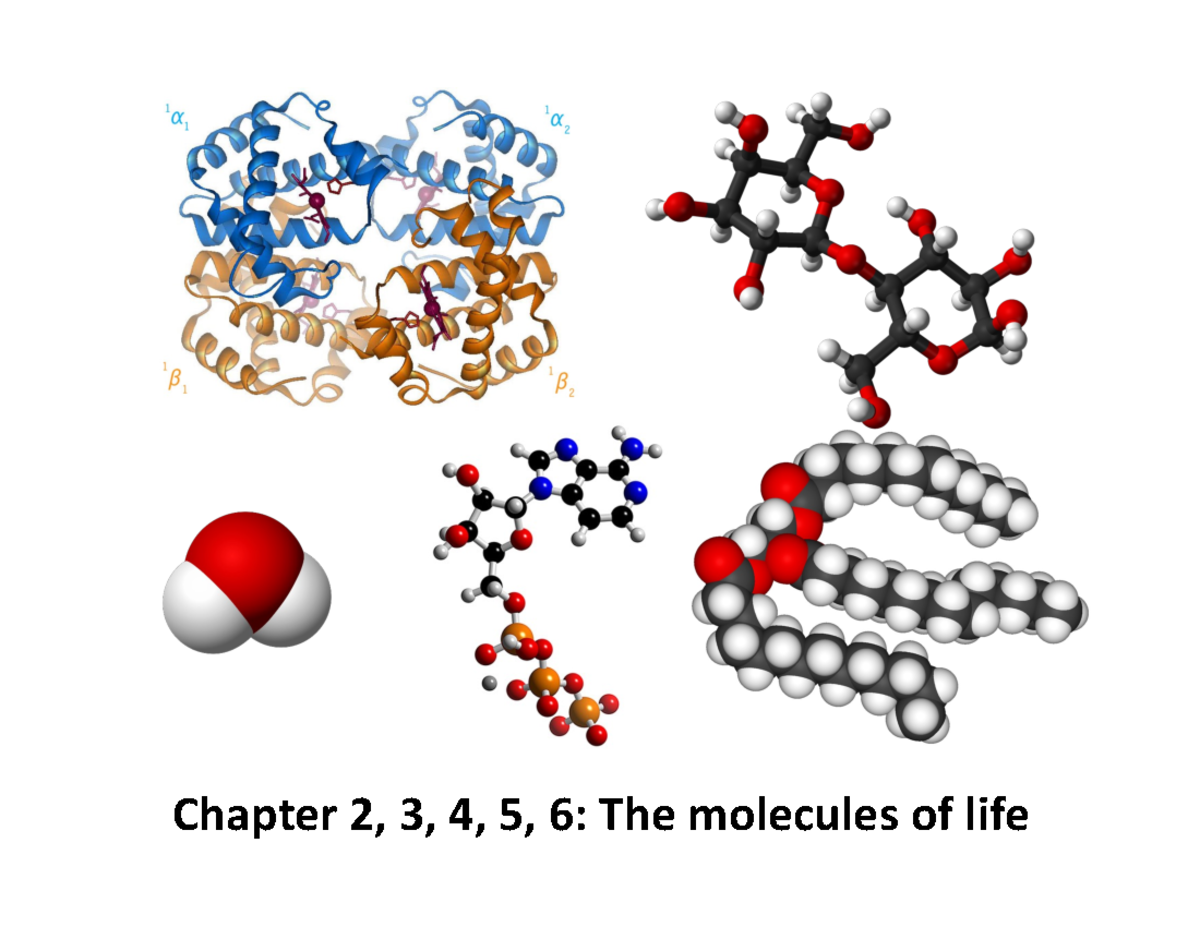 Chapter 2-6: The Molecules of Life - Outline & Key Concepts - Studocu