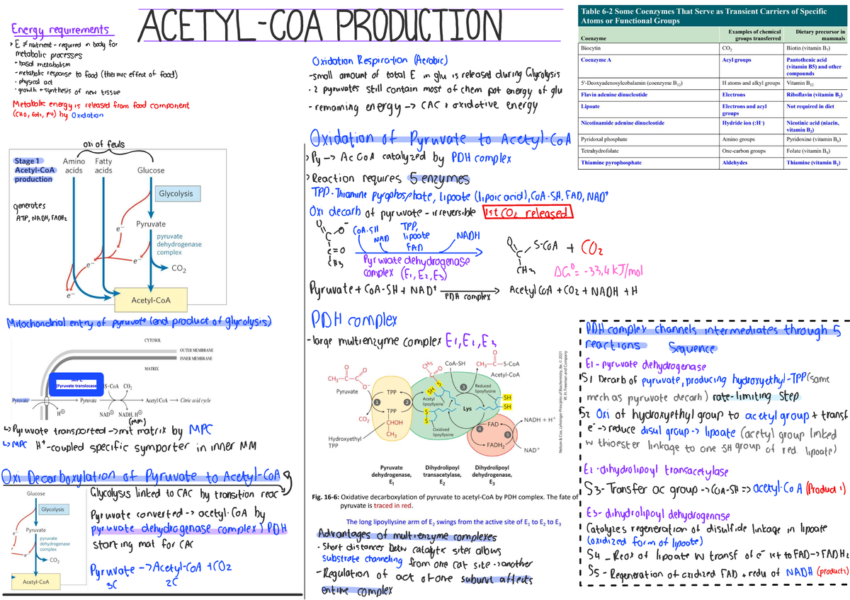 TCA Cycle and Oxidative Phosphorylation: Coenzymes and Energy ...