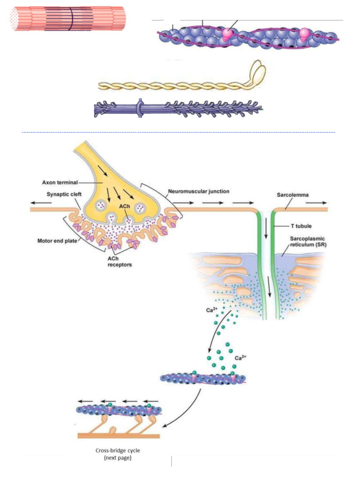 HO-cross bridge - BIOL 338 - Axon terminal Synaptic cleft Neuromuscular ...