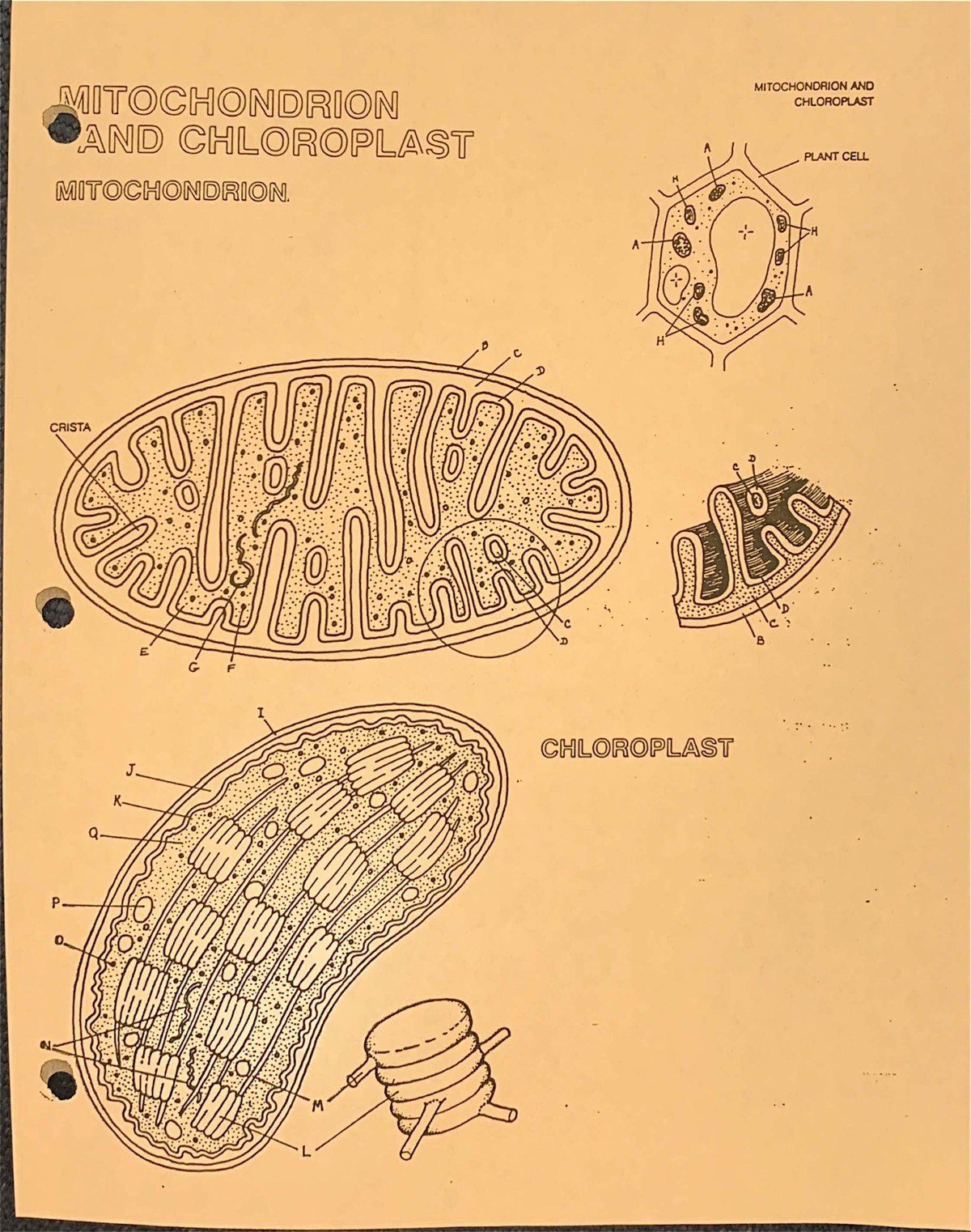 Mitochondria and Chloroplasts in Plant Cells: A Study Guide - Studocu