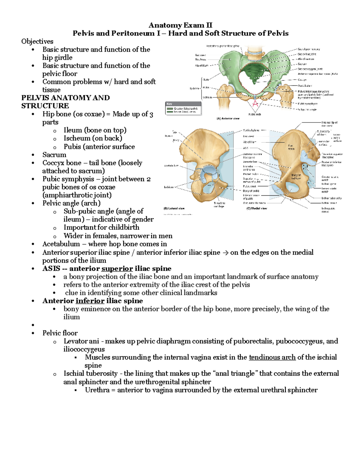 Pelvis and Peritoneum I - Studocu