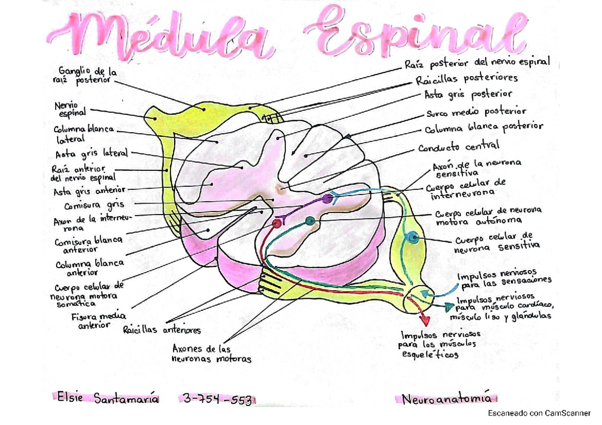 Medula espinal: estructura y funciones del sistema nervioso - Studocu