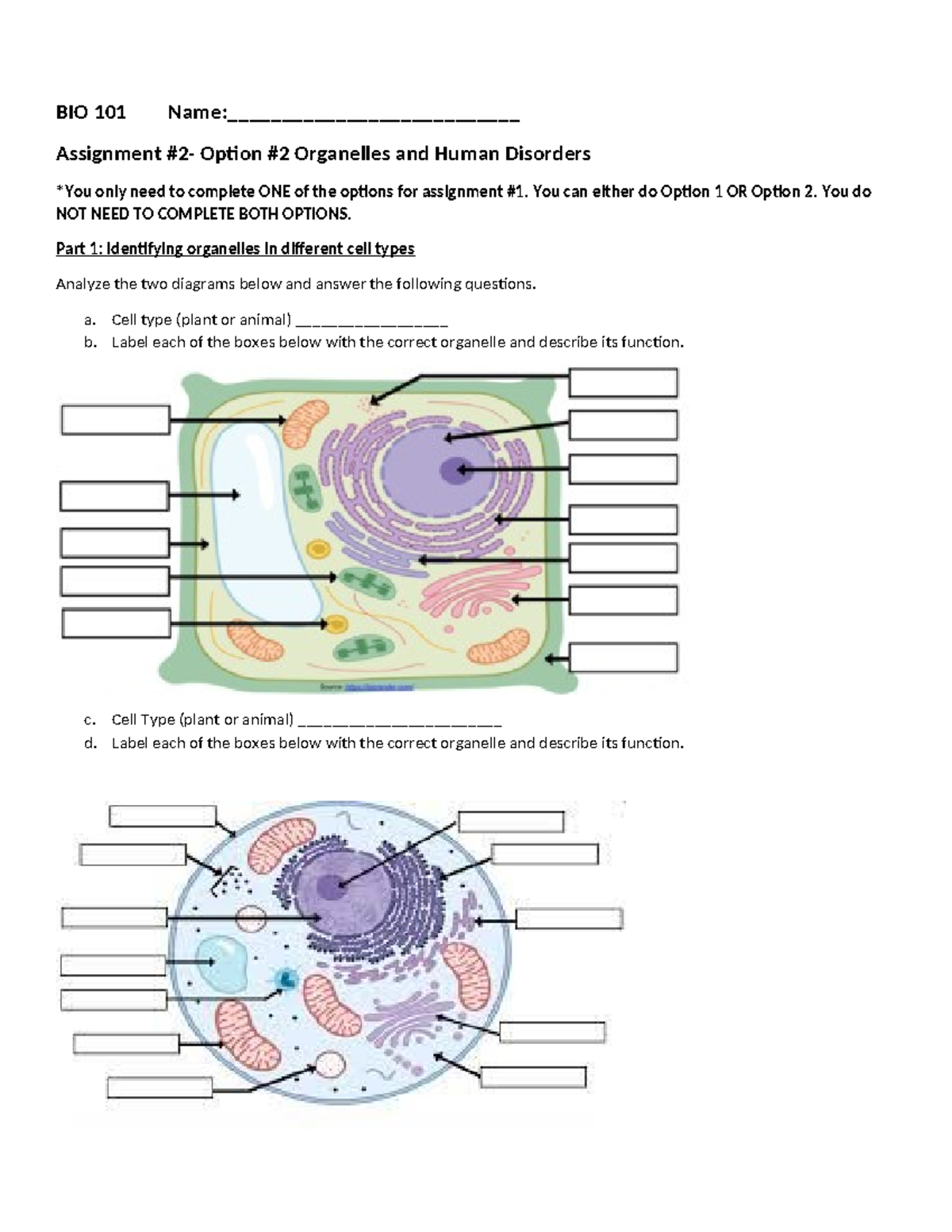 BIO 101 Assignment #2: Organelles & Human Disorders Analysis - Studocu