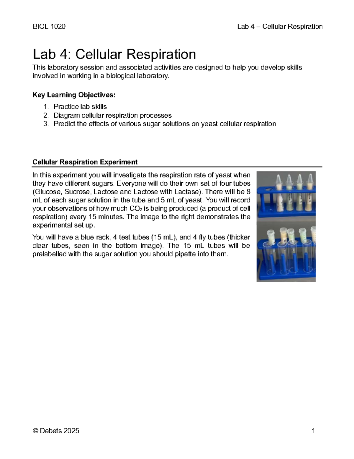 BIOL 1020 Lab 4: Cellular Respiration Experiment Guide - Studocu