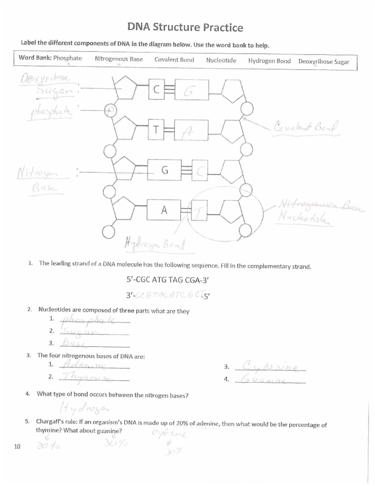 DNA Structure, Transcription, Translation & Mutation Review (BIO 101 ...