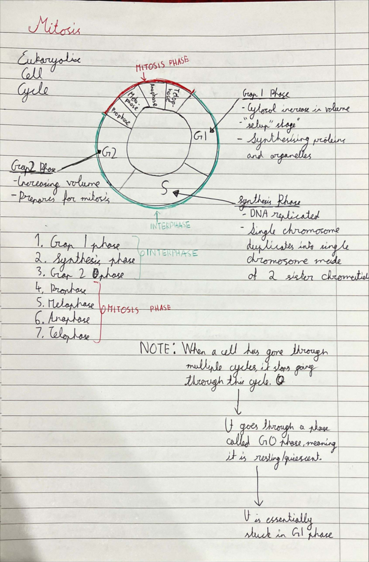 Biology Notes 3: Mitosis & Cell Cycle Overview (BIO101) - Studocu