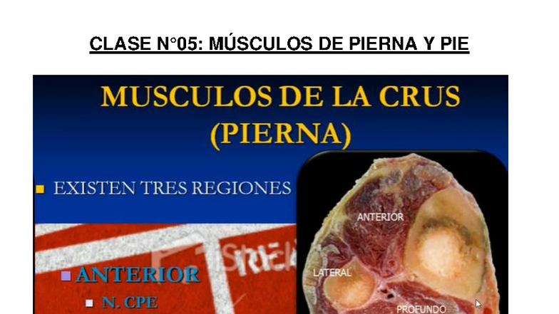 CLASE 5 - MÚSCULOS DE PIERNA Y PIE: RETINÁCULOS Y TENDONES - Studocu