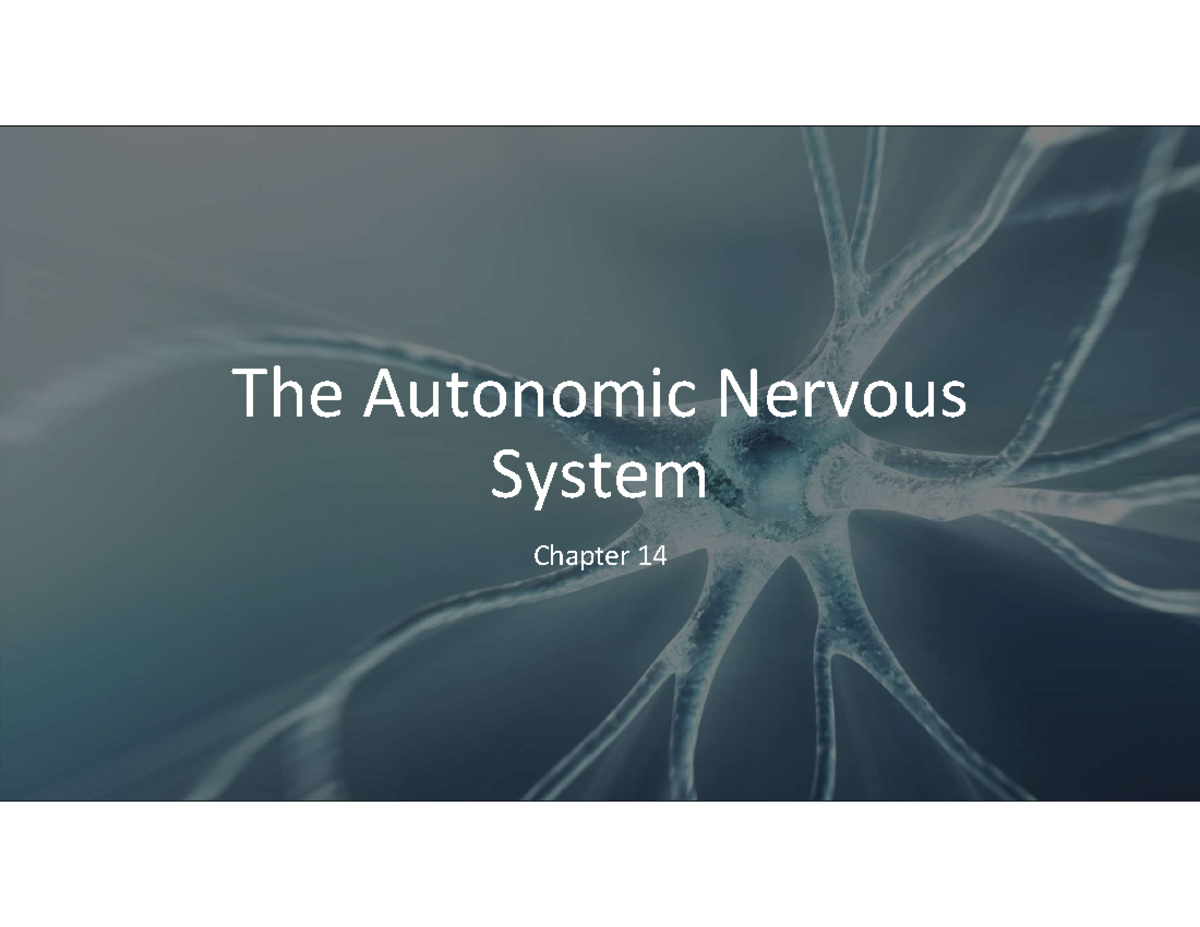 Chapter 14: The Autonomic Nervous System Overview and Functions - The ...