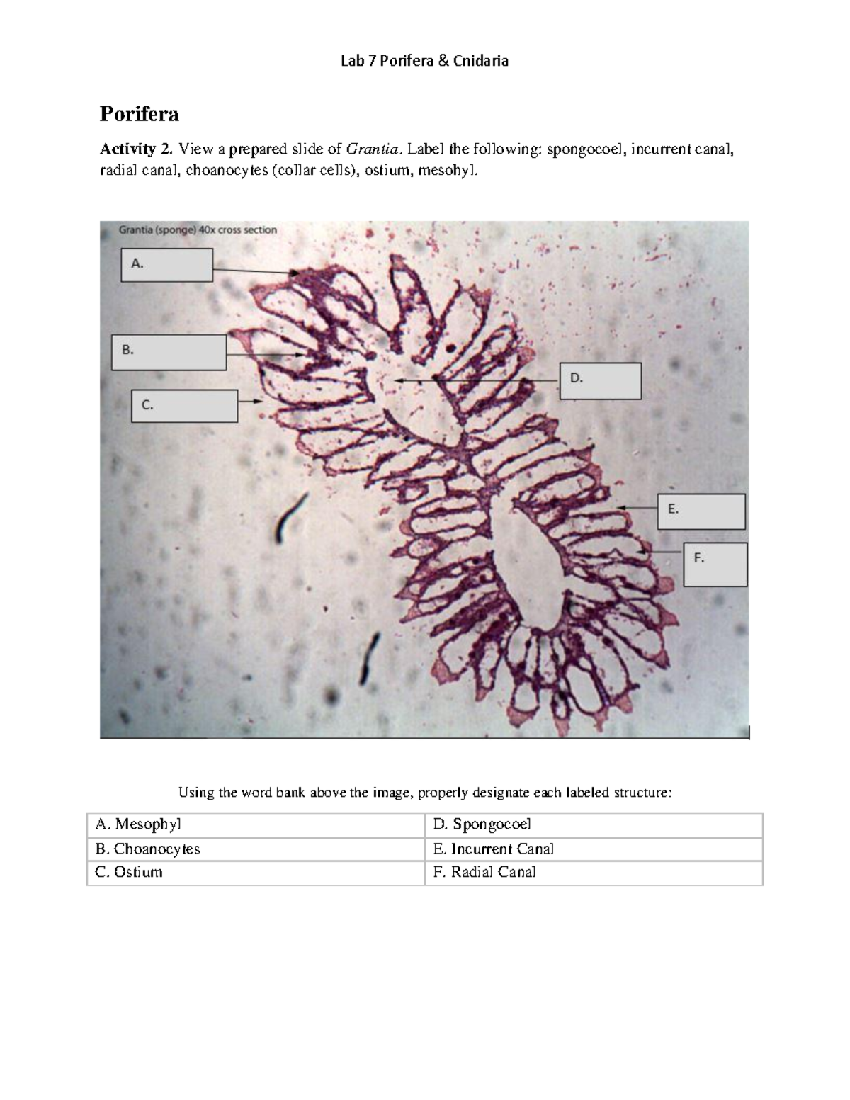 Lab Activities on Porifera and Cnidaria (Biology 101: Lab 7) - Lab 7 ...