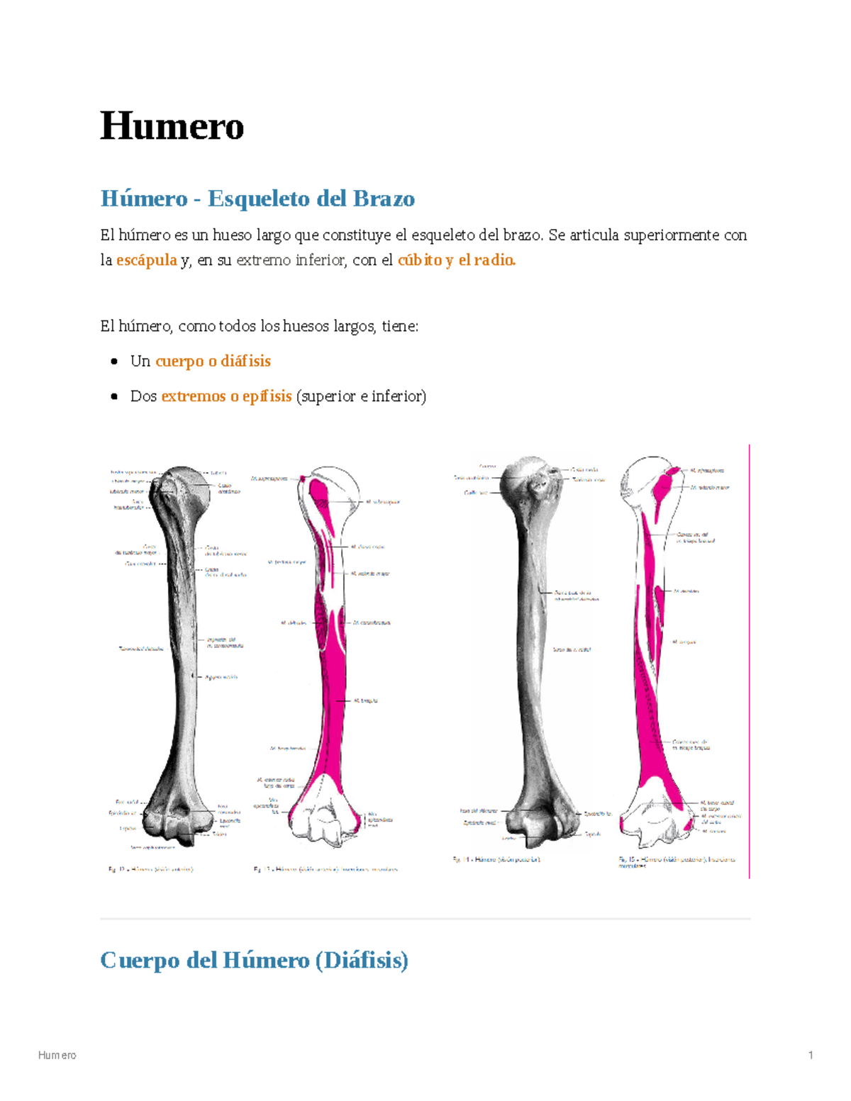 Humero - Humero Húmero - Esqueleto del Brazo El húmero es un hueso ...