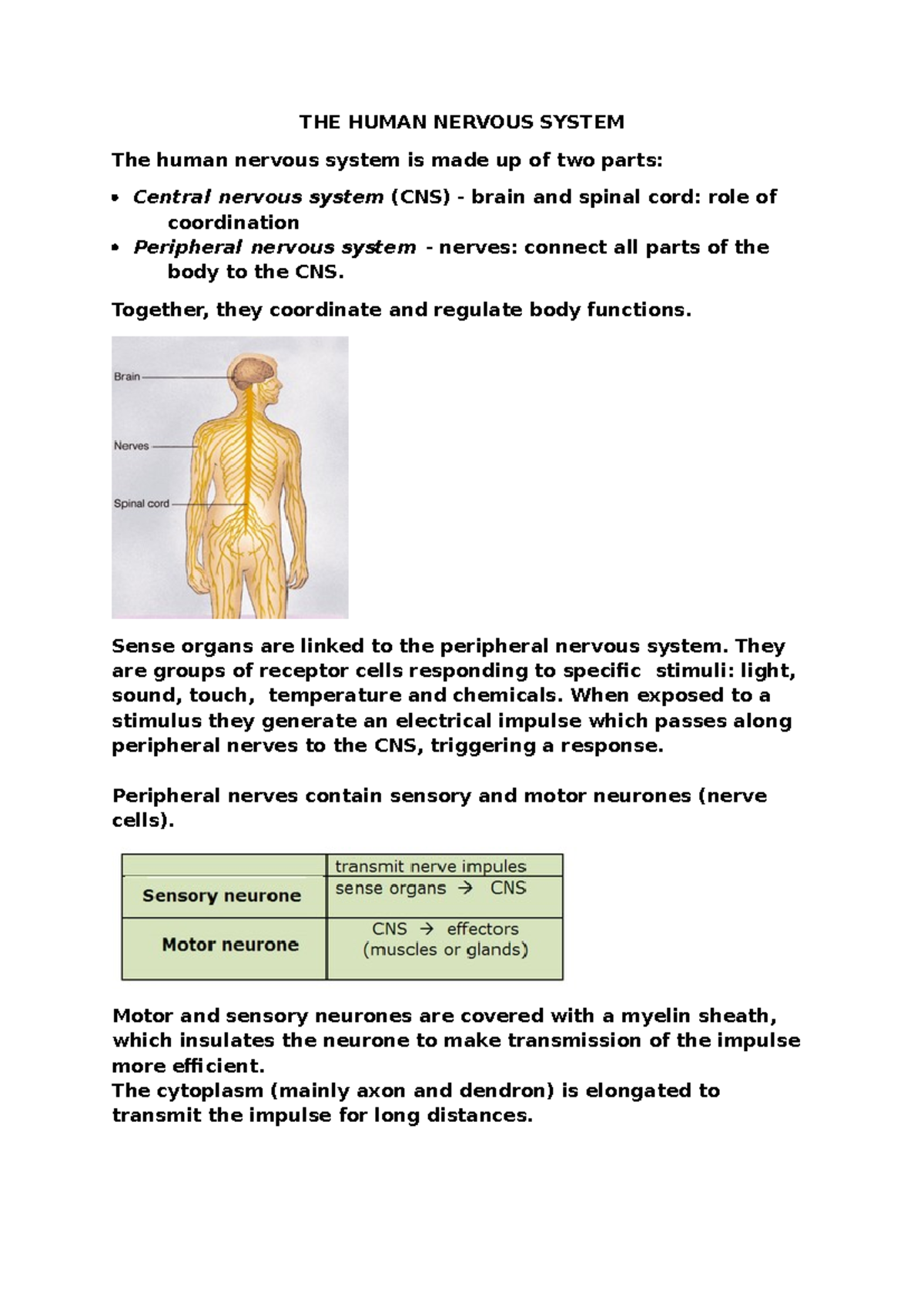 CH-14 Notes: Coordination & Response in the Human Nervous System - Studocu