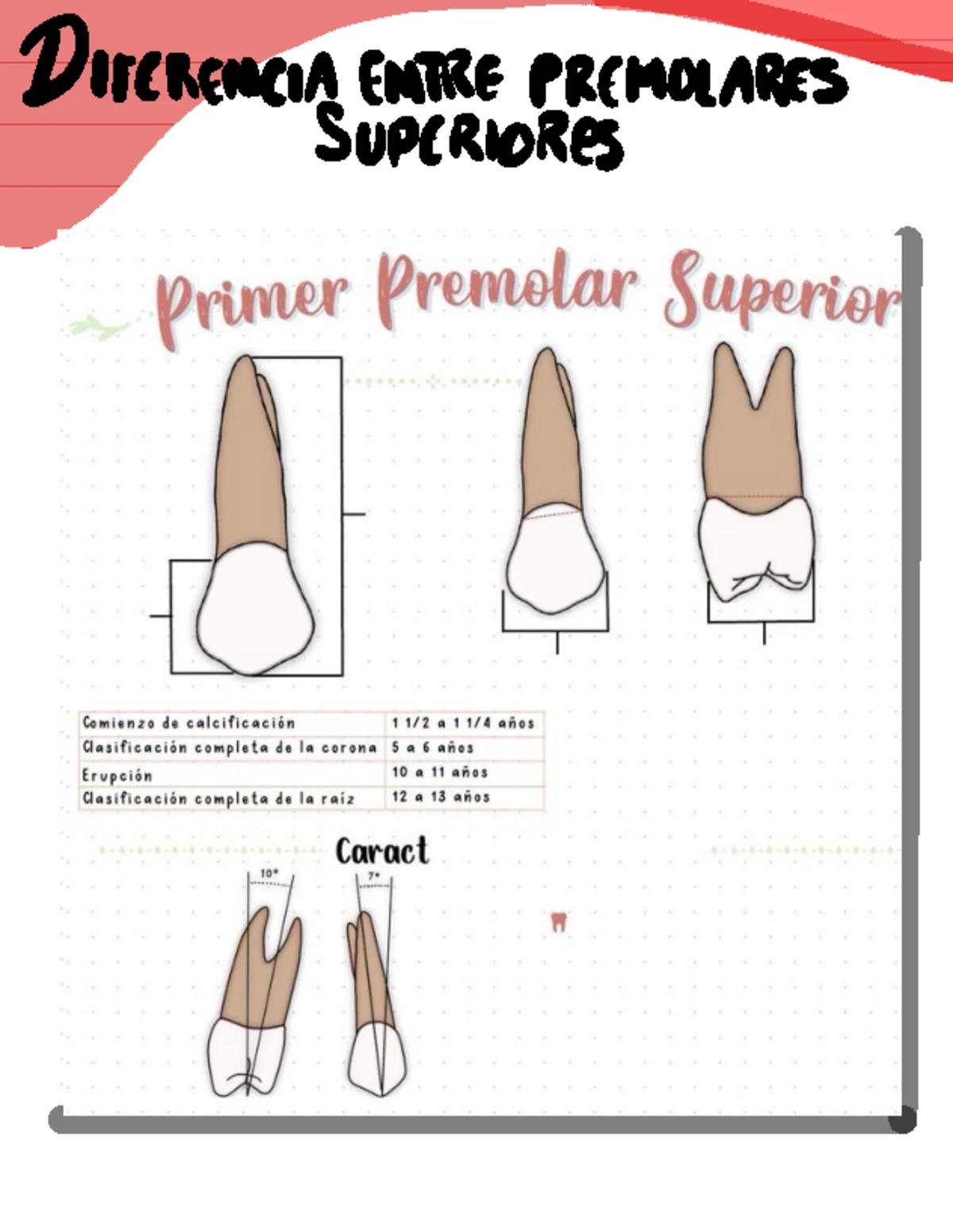 Resumen del Primer Premolar Superior en Odontología - Studocu