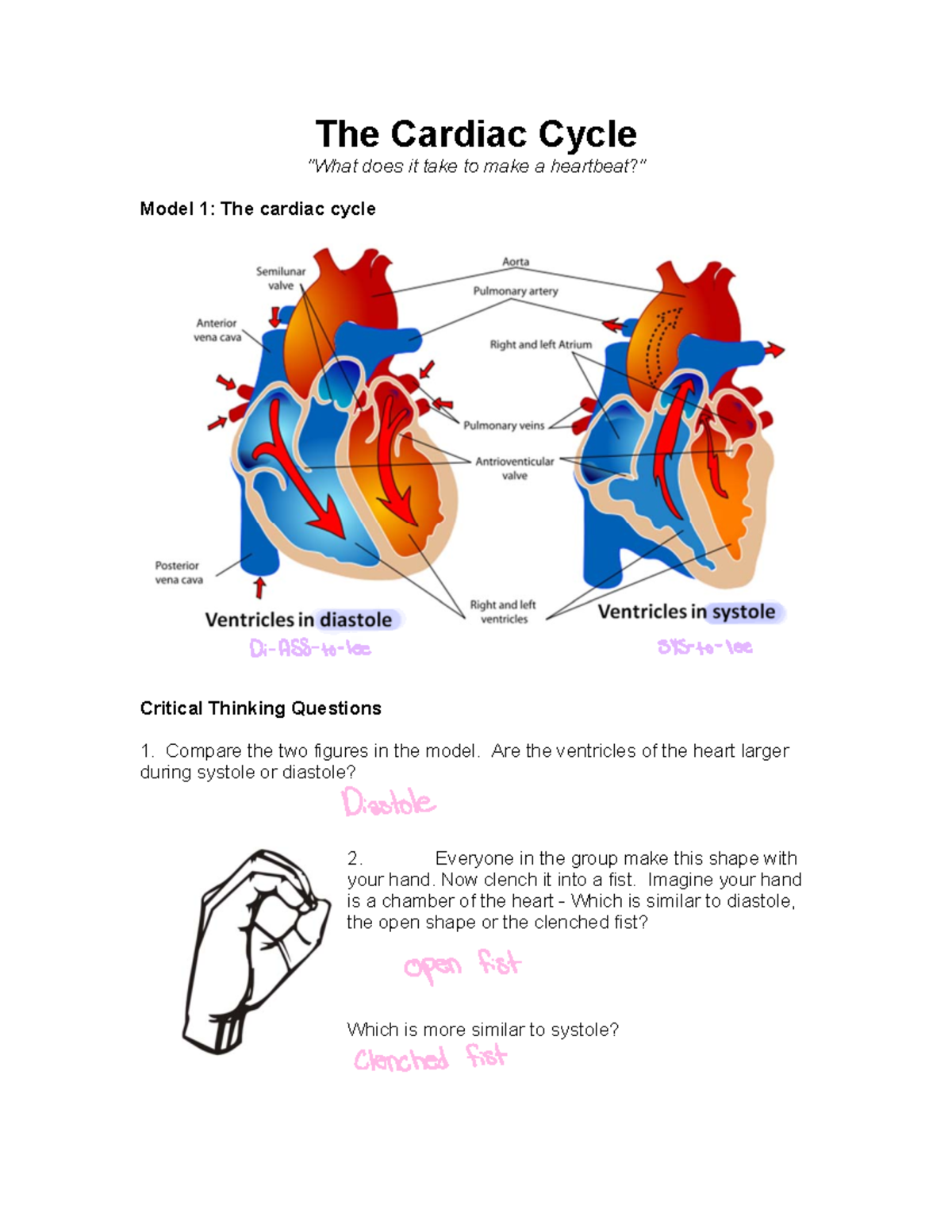 Cardiac Cycle Insights: DR Brown POGIL Study Guide - Studocu