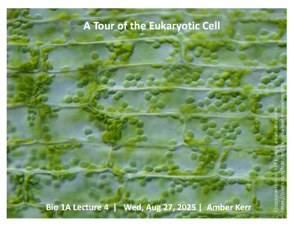 Bio 1A Lecture 4: Eukaryotic Cell Structures & Functions Overview - Studocu