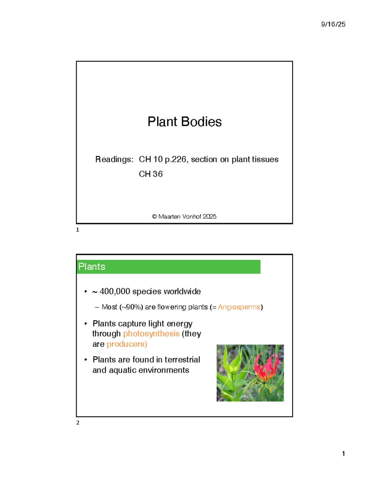 Plant Body Structure and Function: Lecture Notes CH 10 & 36 - Studocu