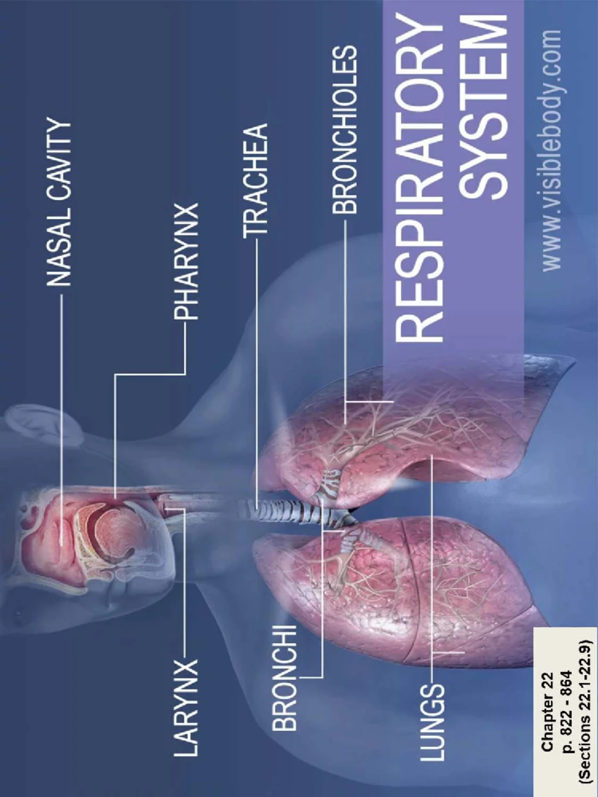 ANP1115A Essentials of Anatomy & Physiology II Syllabus (Jan-Apr 2025 ...